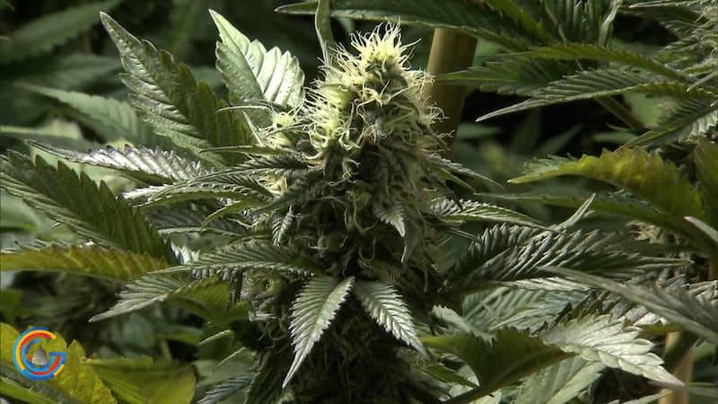 Mississippi health department says some medical marijuana products are ... Mississippi health department says some medical marijuana products are ...